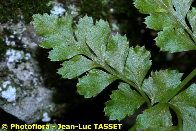 Asplenium de billot - Découverte Sainte-Baume