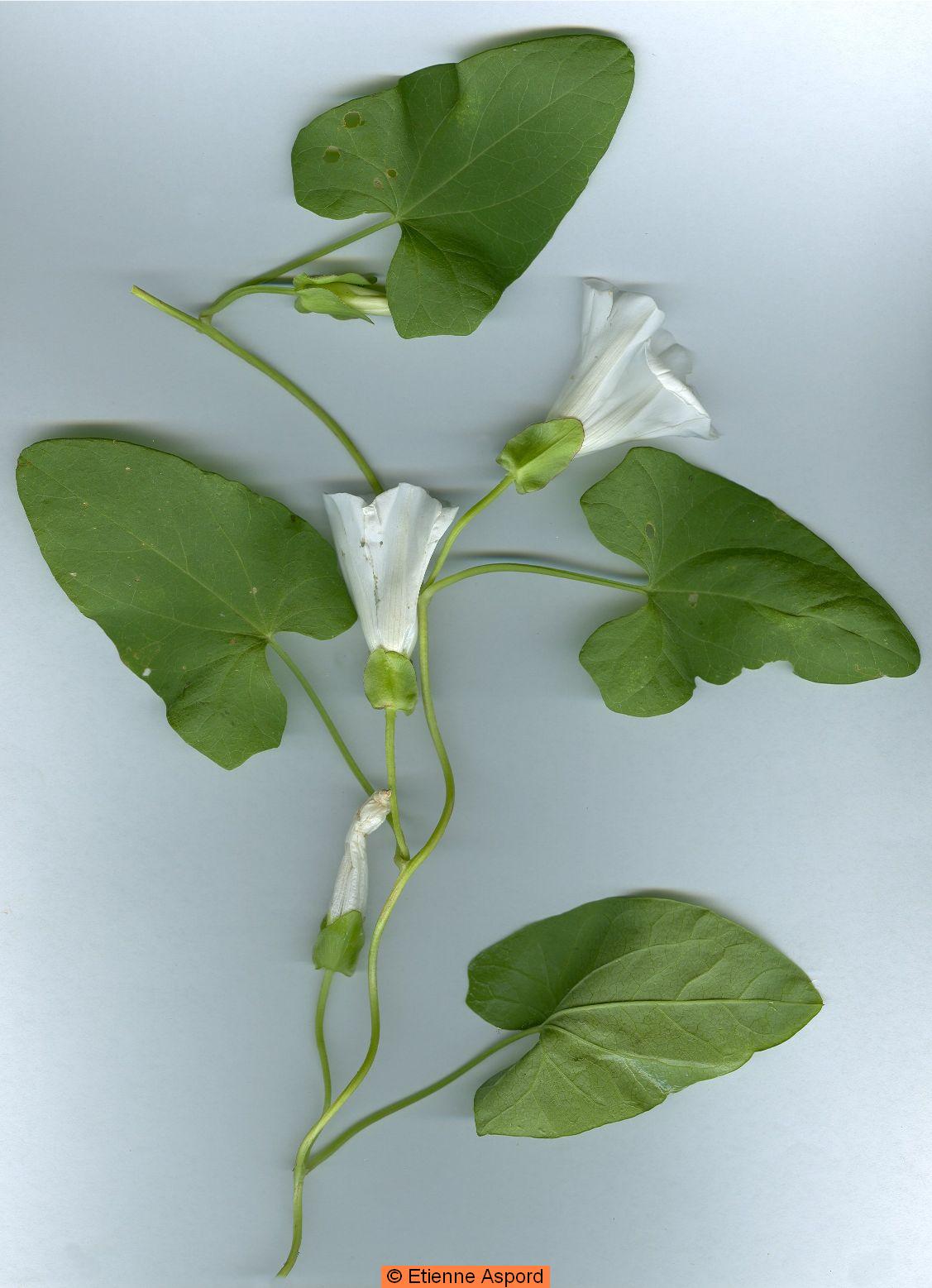 Liseron des haies - Découverte Sainte-Baume