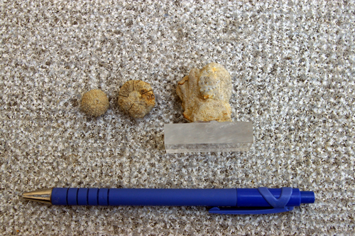 Cidaris sp - Découverte Sainte-Baume