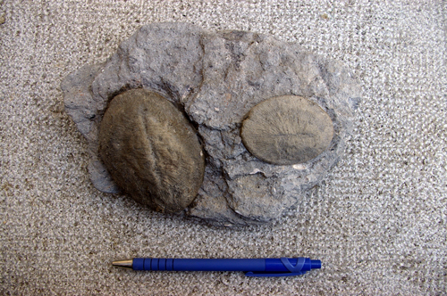 Cyclolites ellipticus - Découverte Sainte-Baume