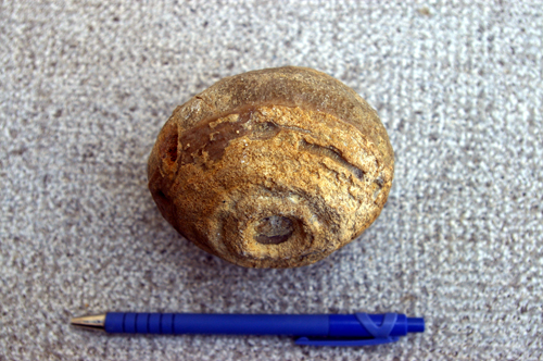 Cyclolites sorarius - Découverte Sainte-Baume