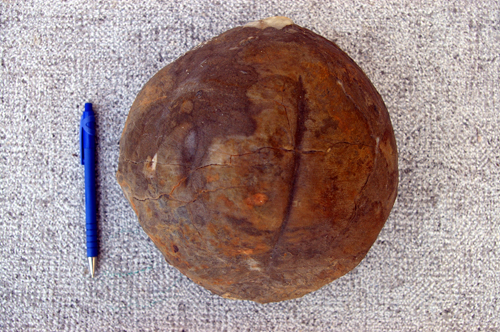 Cyclolites suborbicularis - Découverte Sainte-Baume