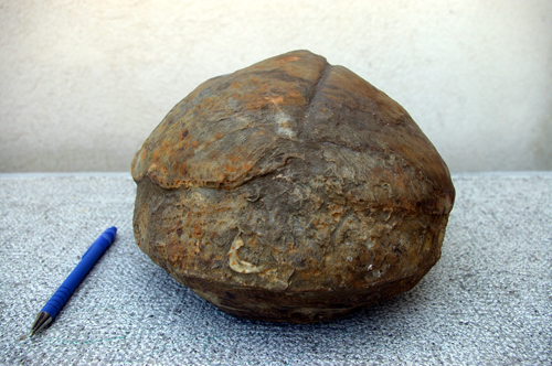 Cyclolites suborbicularis - Découverte Sainte-Baume