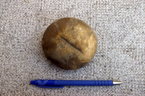 Cyclolites suborbicularis - Découverte Sainte-Baume