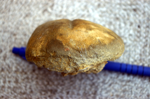 Cyclolites suborbicularis - Découverte Sainte-Baume