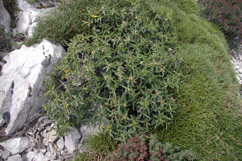 Daphnée des Alpes - Découverte Sainte-Baume