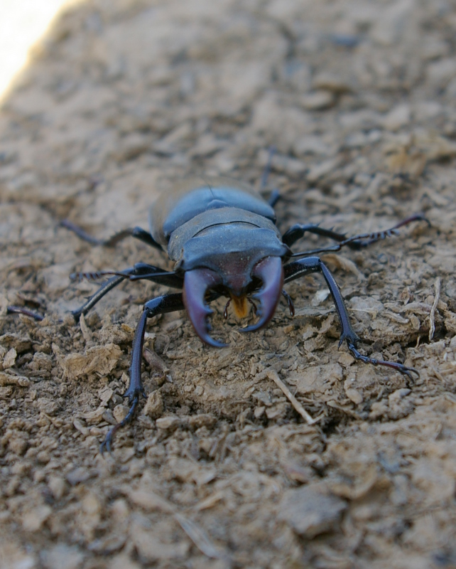 Lucanus cervus - Découverte Sainte-Baume