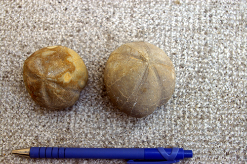 Micraster corbaricus - Découverte Sainte-Baume