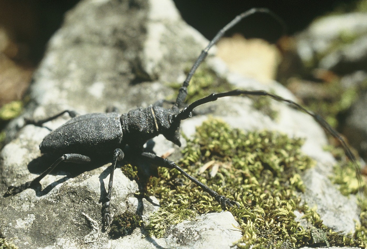 Morimus asper - Découverte Sainte-Baume