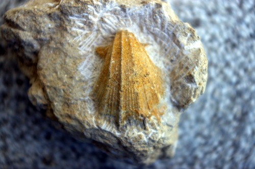 Neithea quinquecostata - Découverte Sainte-Baume