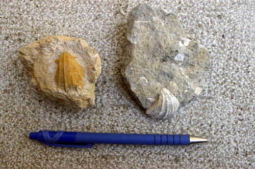 Neithea quinquecostata - Découverte Sainte-Baume