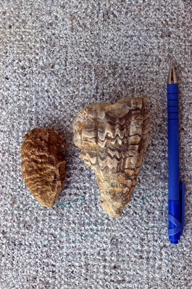 Radiolites squamosus - Découverte Sainte-Baume