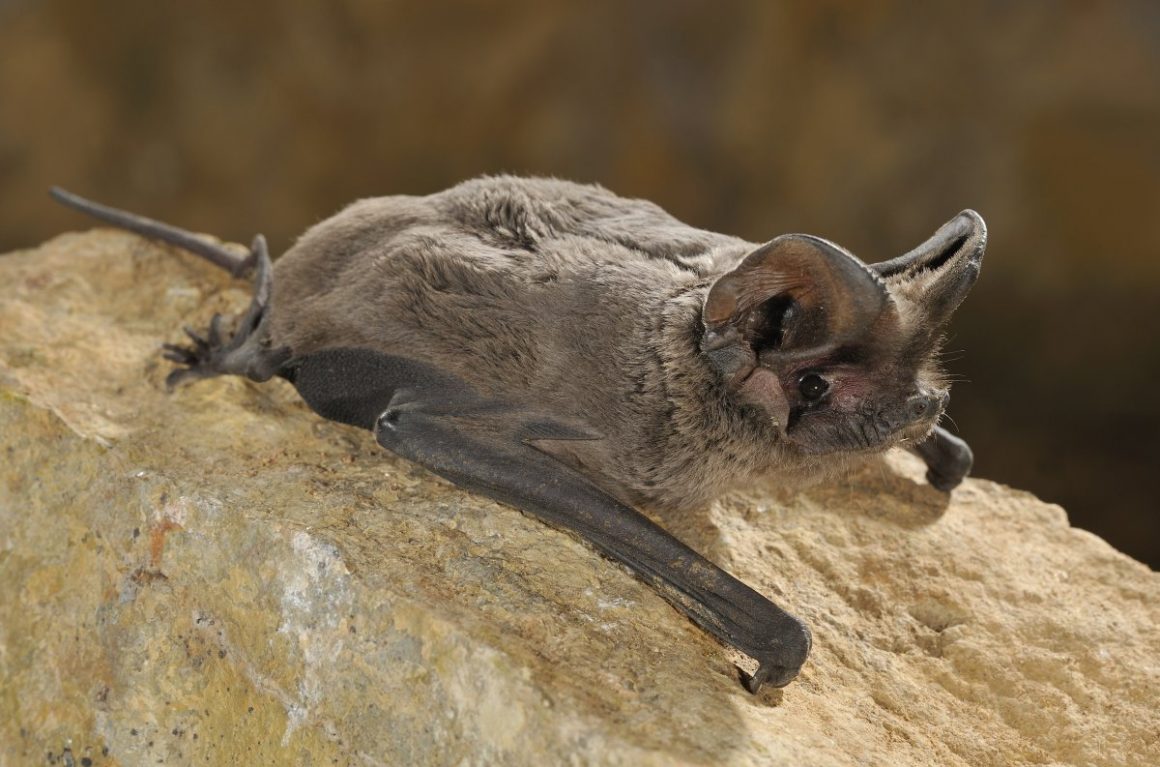 Tadarida teniotis - Découverte Sainte-Baume