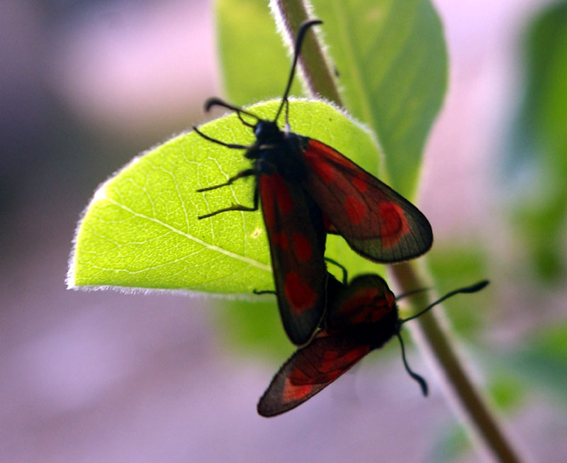 Zygaena brizae - Découverte Sainte-Baume